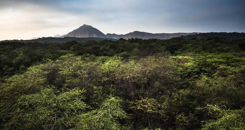 Santuario Histórico Bosque de Pómac | Perú Travel